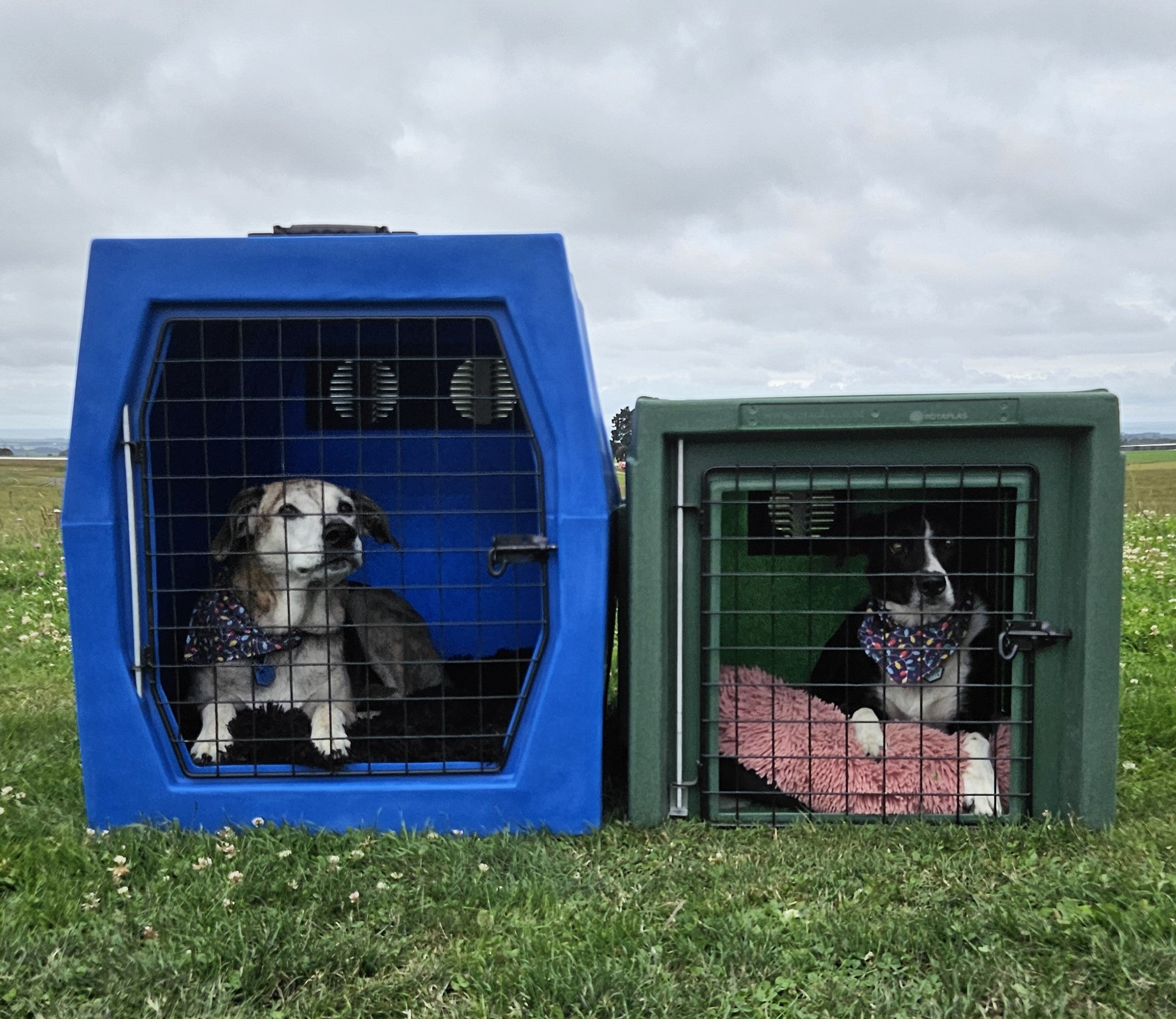 Dog Crates – Rotaplas